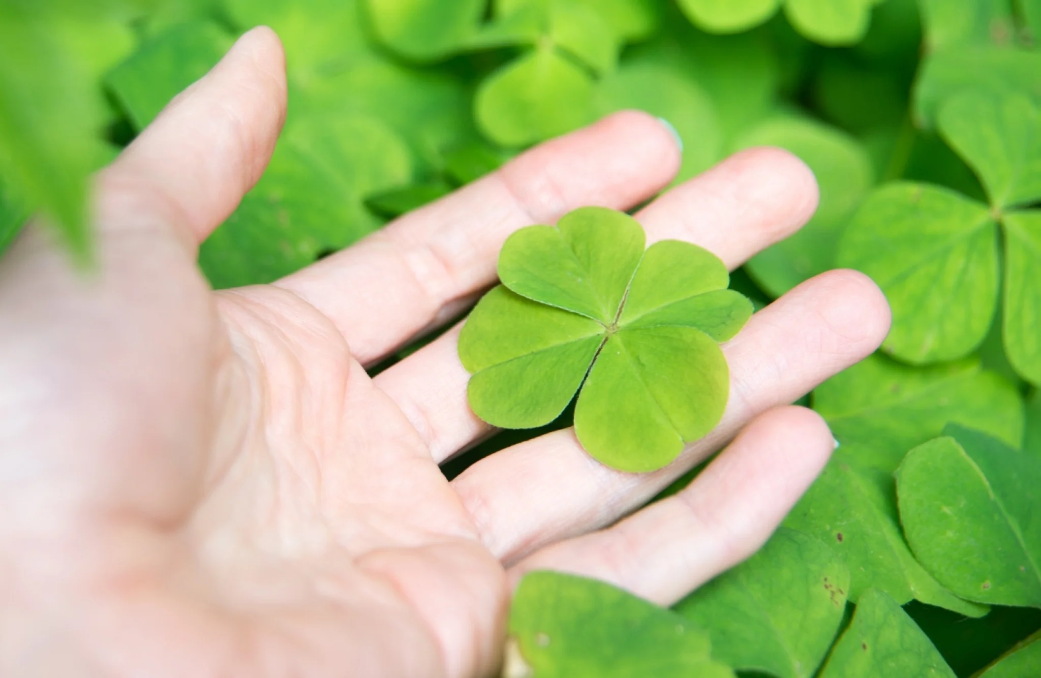 St. Patrick - ~ Florist of Larkspur ~ Royal Fleur