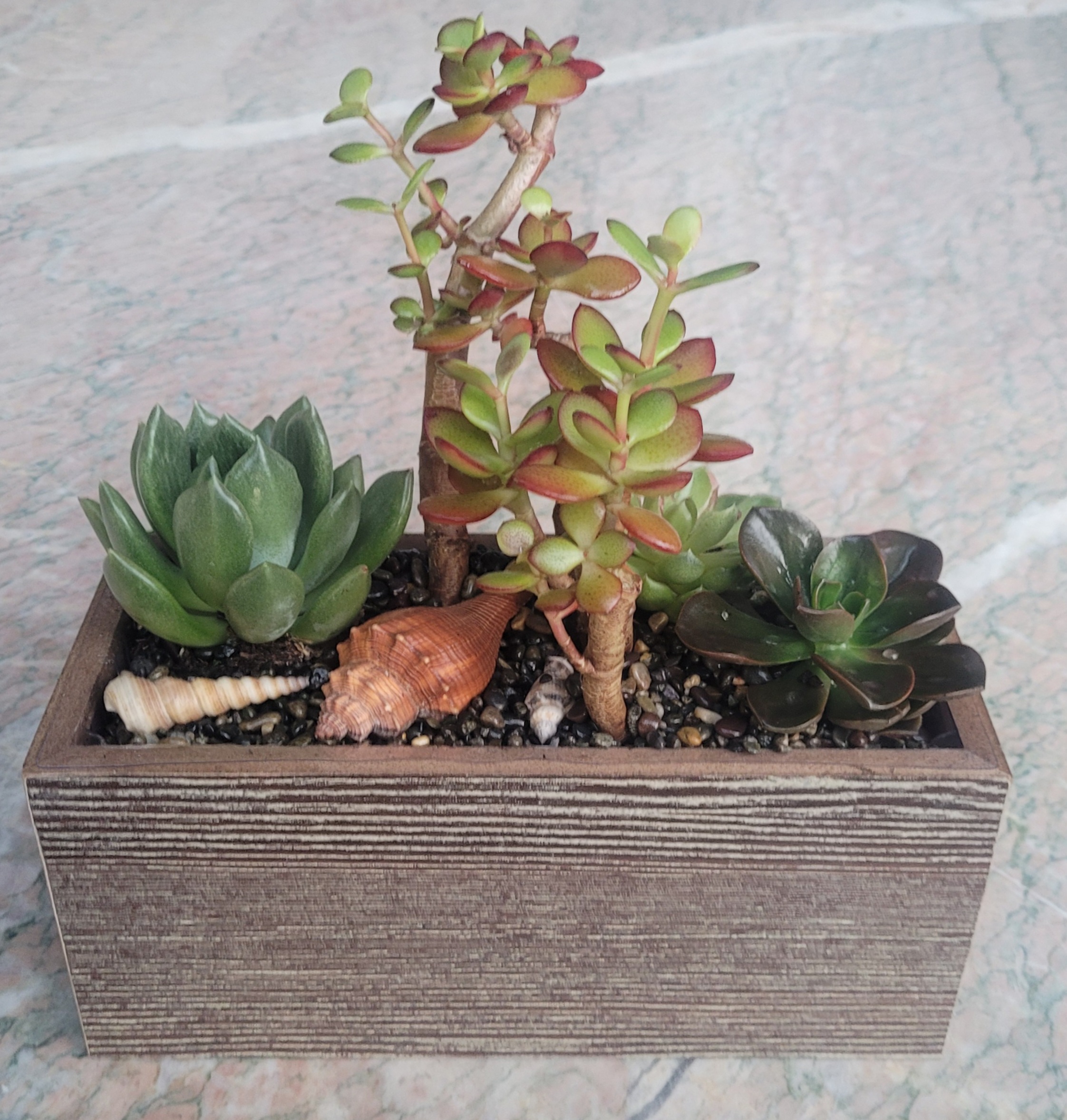 Window Box Succulent Plant - Royal Fleur Florist - Same Day Flower Delivery